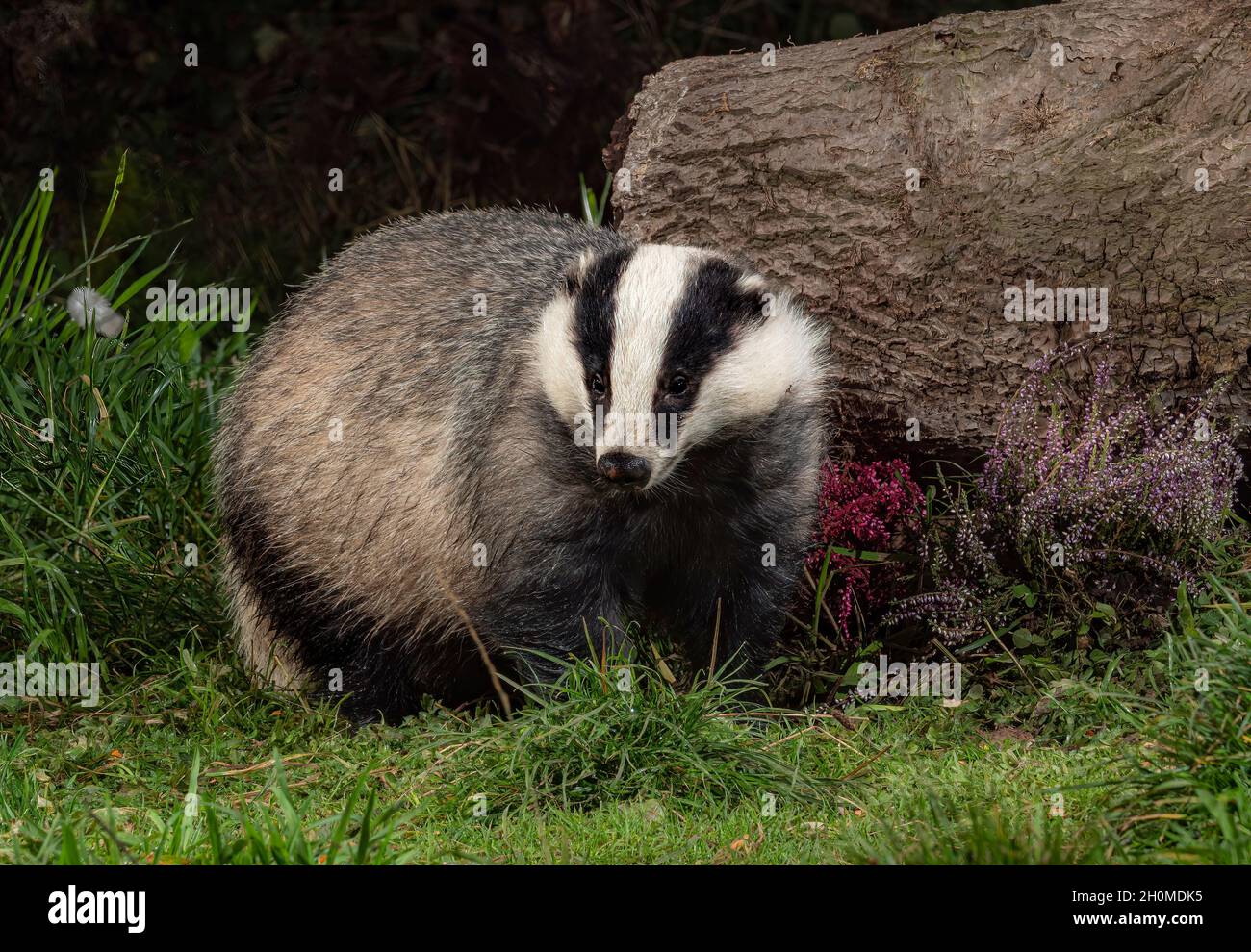 Eurasian Badgers Hawick, Scottish Borders Stock Photo - Alamy
