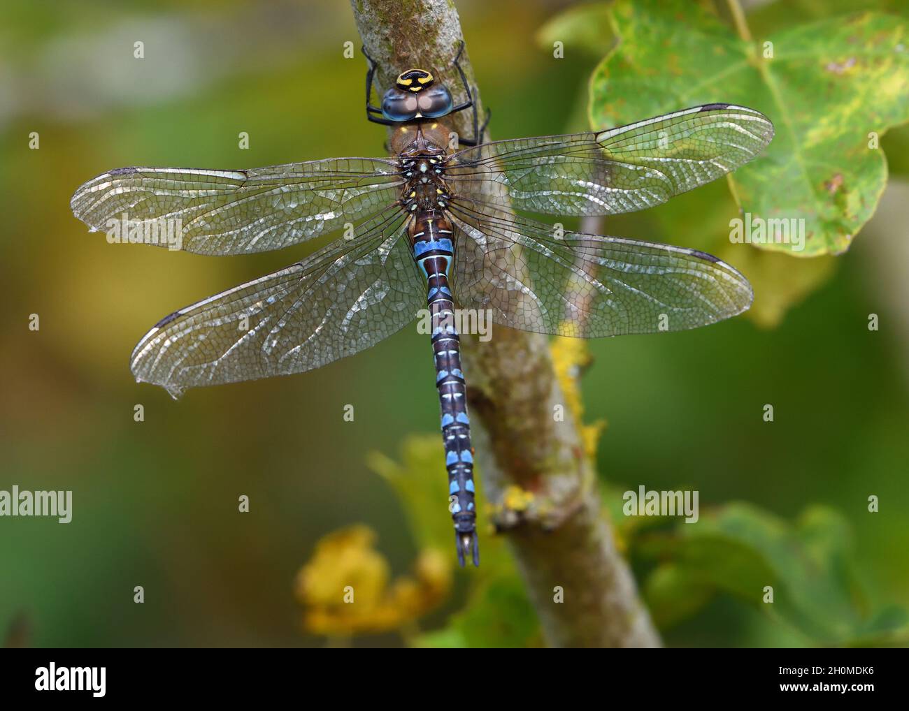 Closeup dragonfly wings hi-res stock photography and images - Alamy