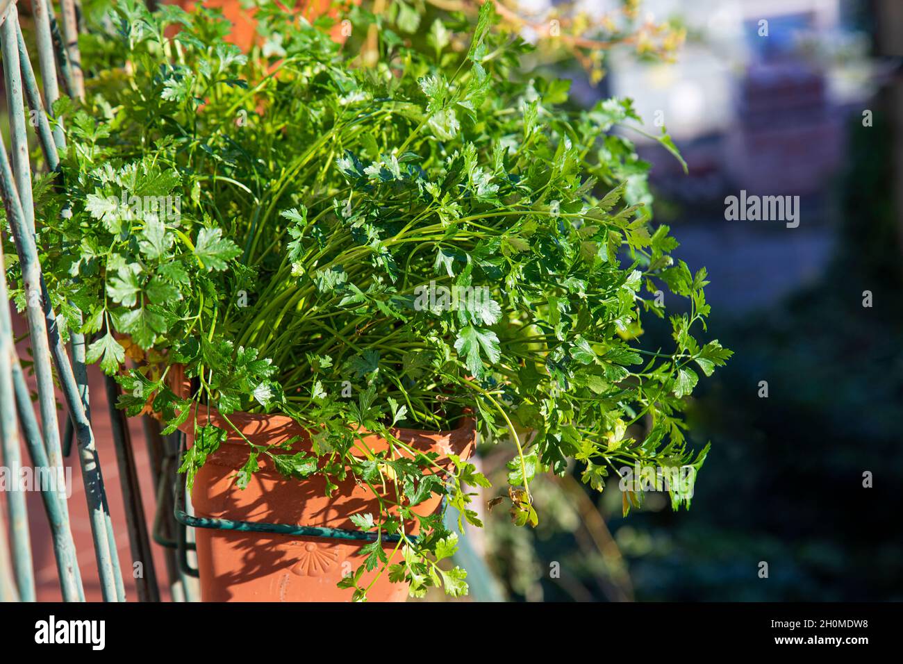 parsley grown in a pot on the balcony of a residential building Stock ...