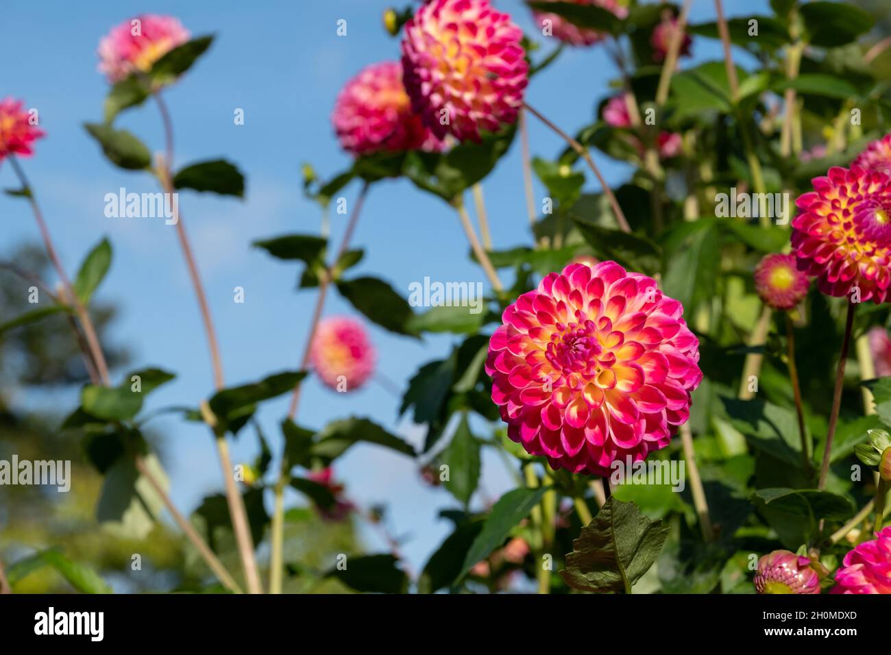 Stunning dahlia flowers by the name Hapet Daydream, photographed on a ...