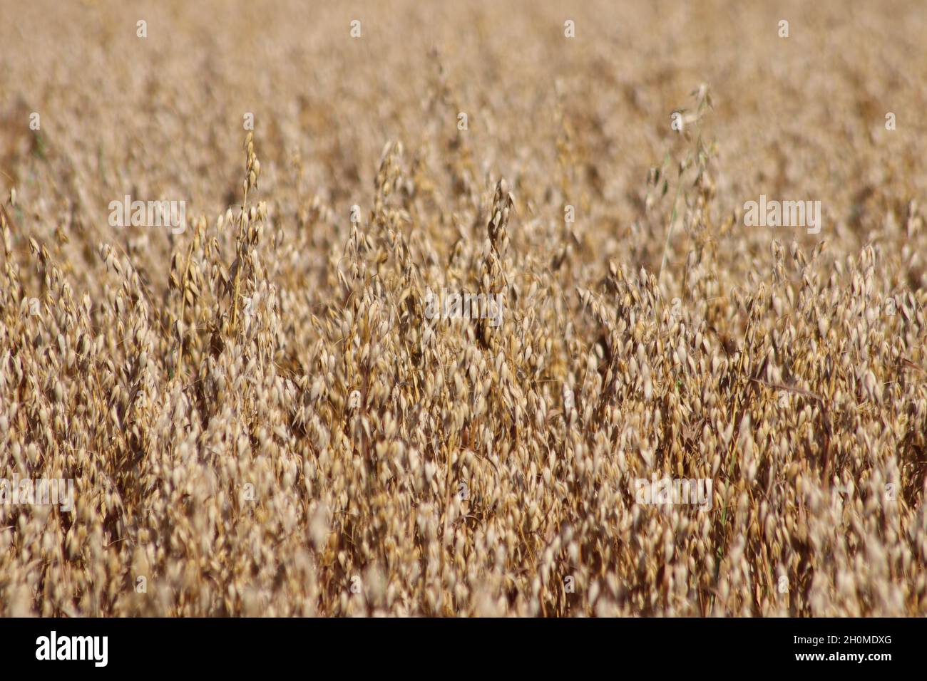 Ripe crops in close up Stock Photo - Alamy