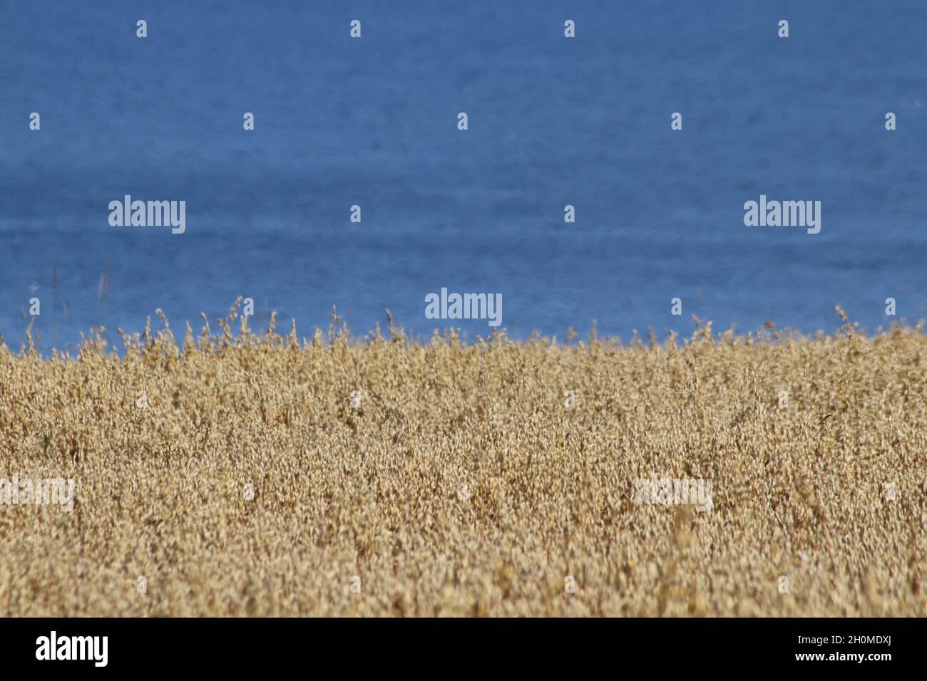 Oat crops in fields by sea Stock Photo - Alamy