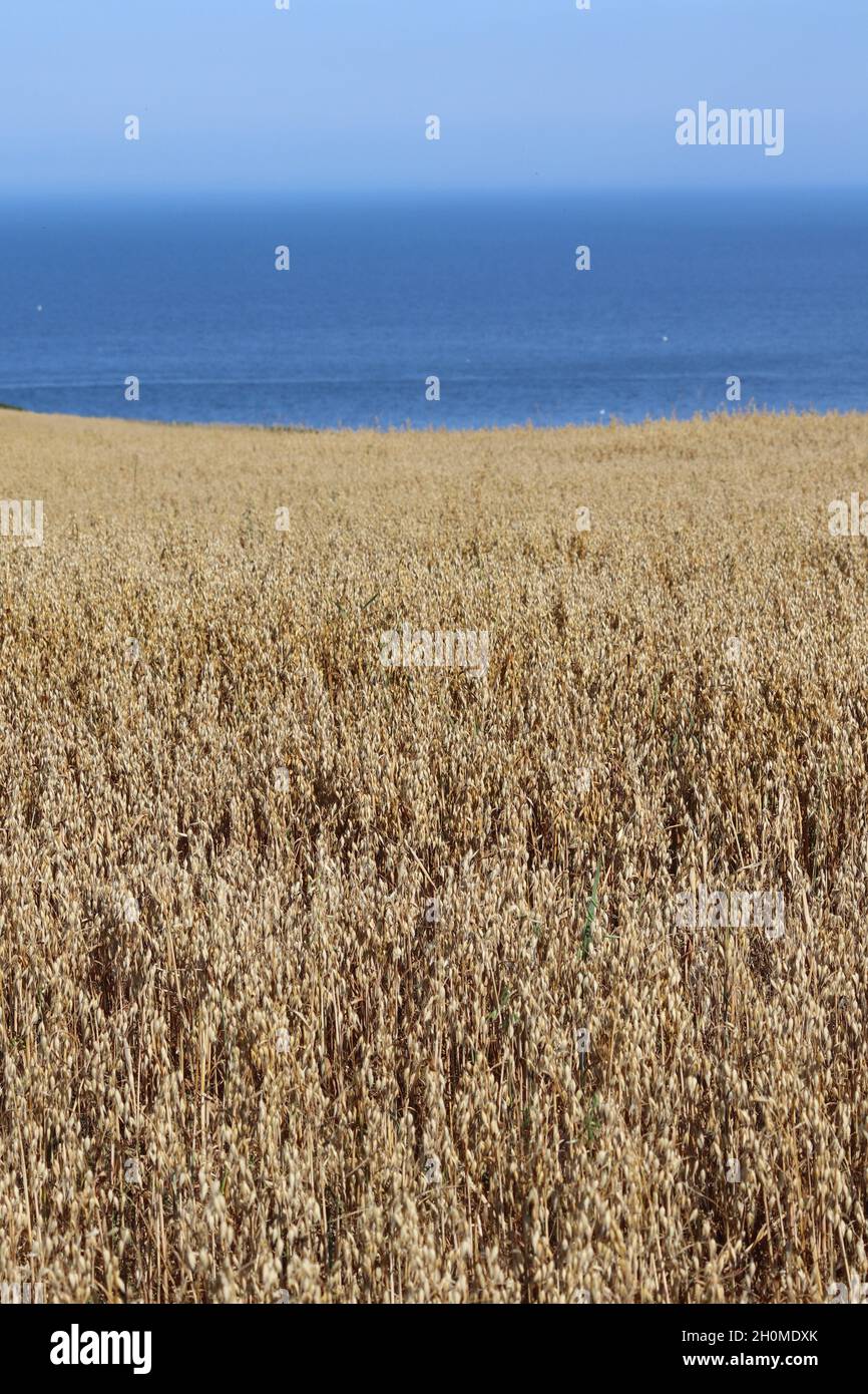 Oat crops in fields by sea Stock Photo - Alamy