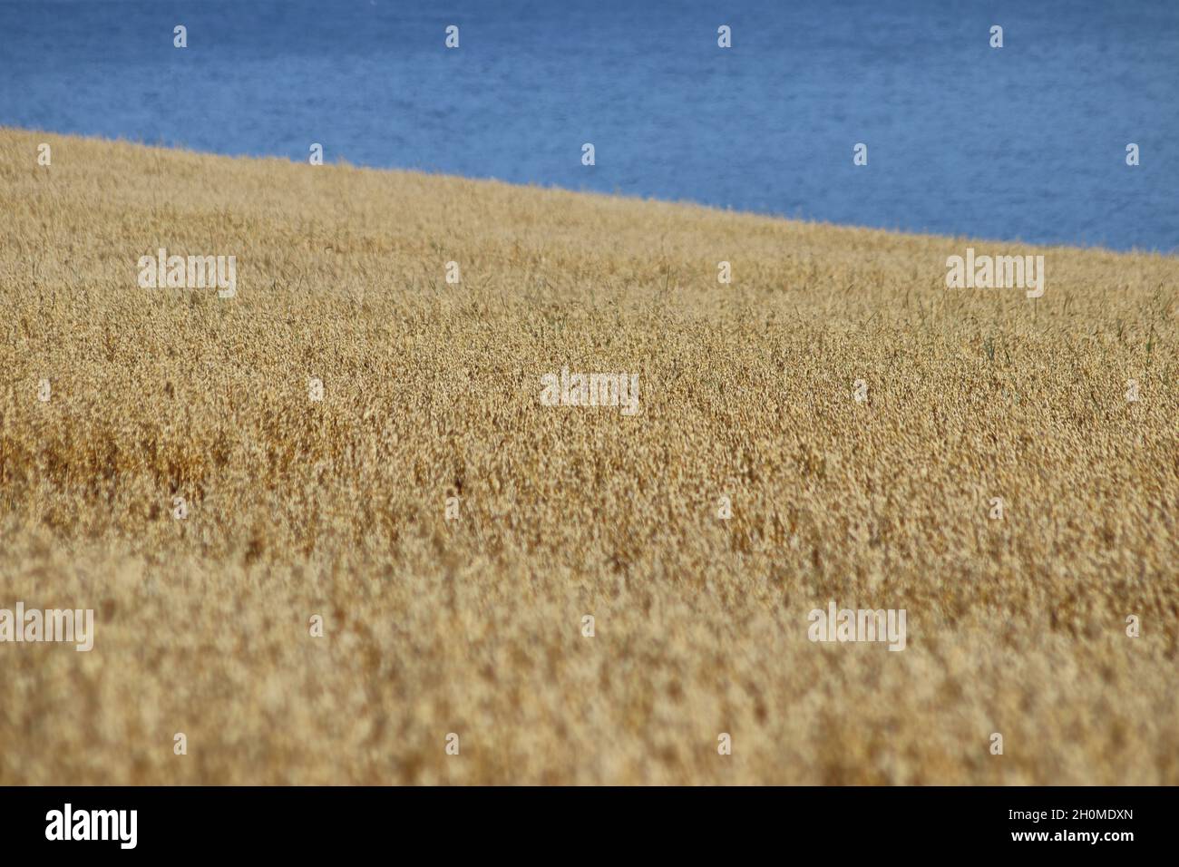Oat crops in fields by sea Stock Photo - Alamy