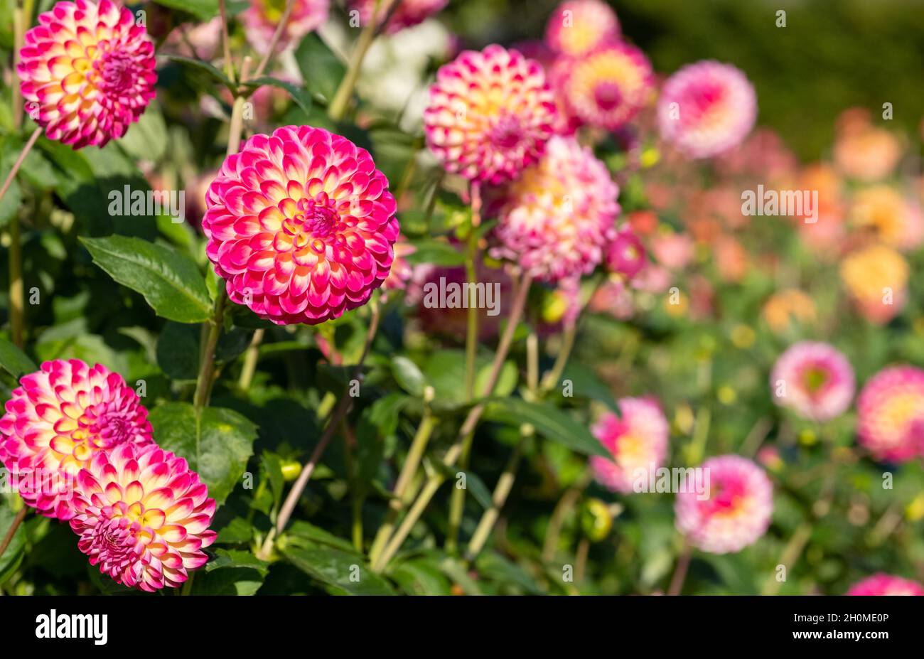 Stunning dahlia flowers by the name Hapet Daydream, photographed on a ...