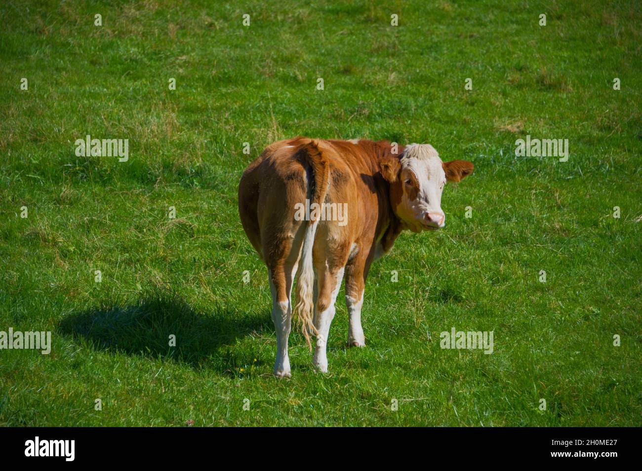 Brow and white hi-res stock photography and images - Alamy