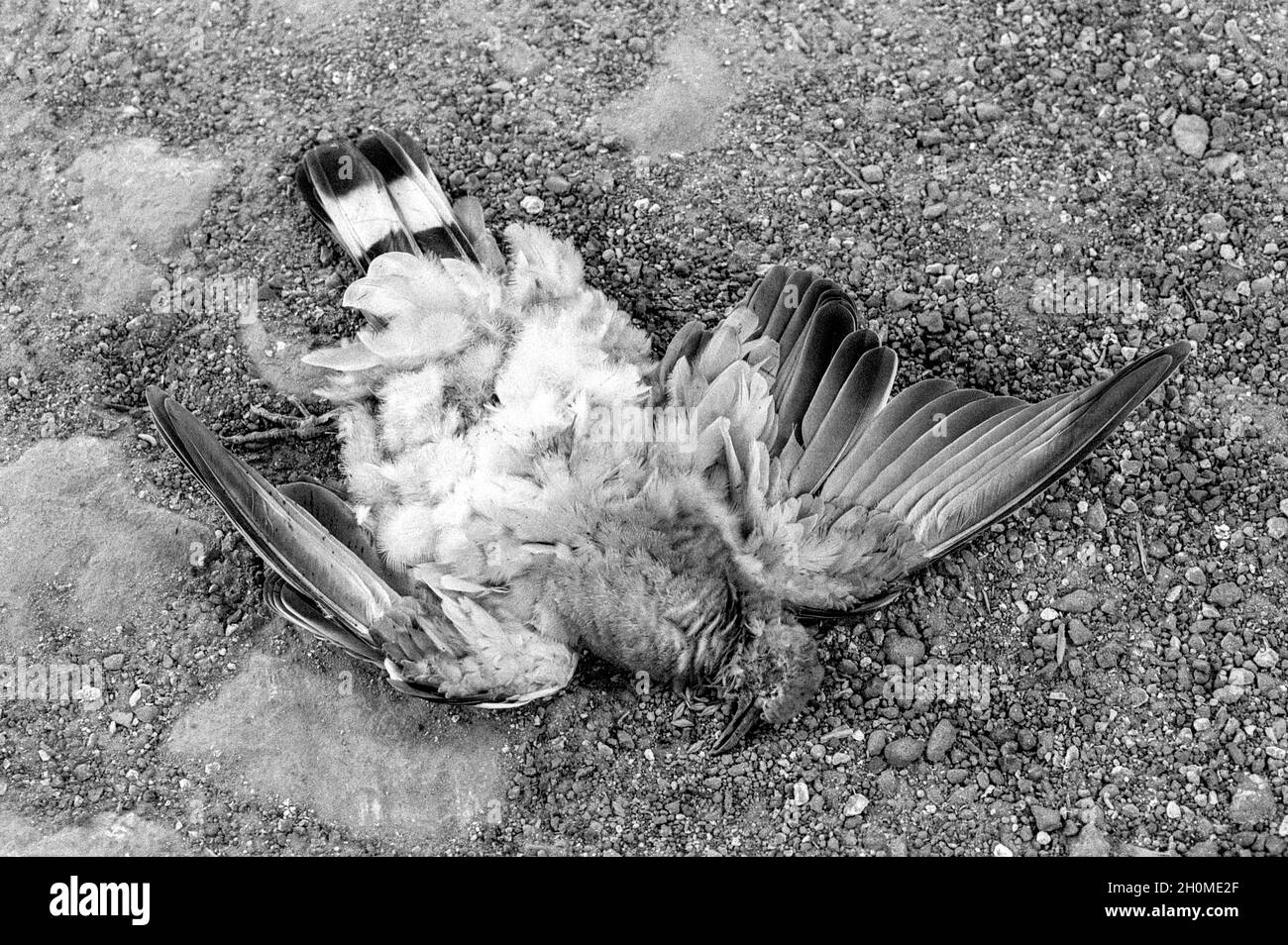 Death and decay lifecycle Black and White Stock Photos & Images - Alamy