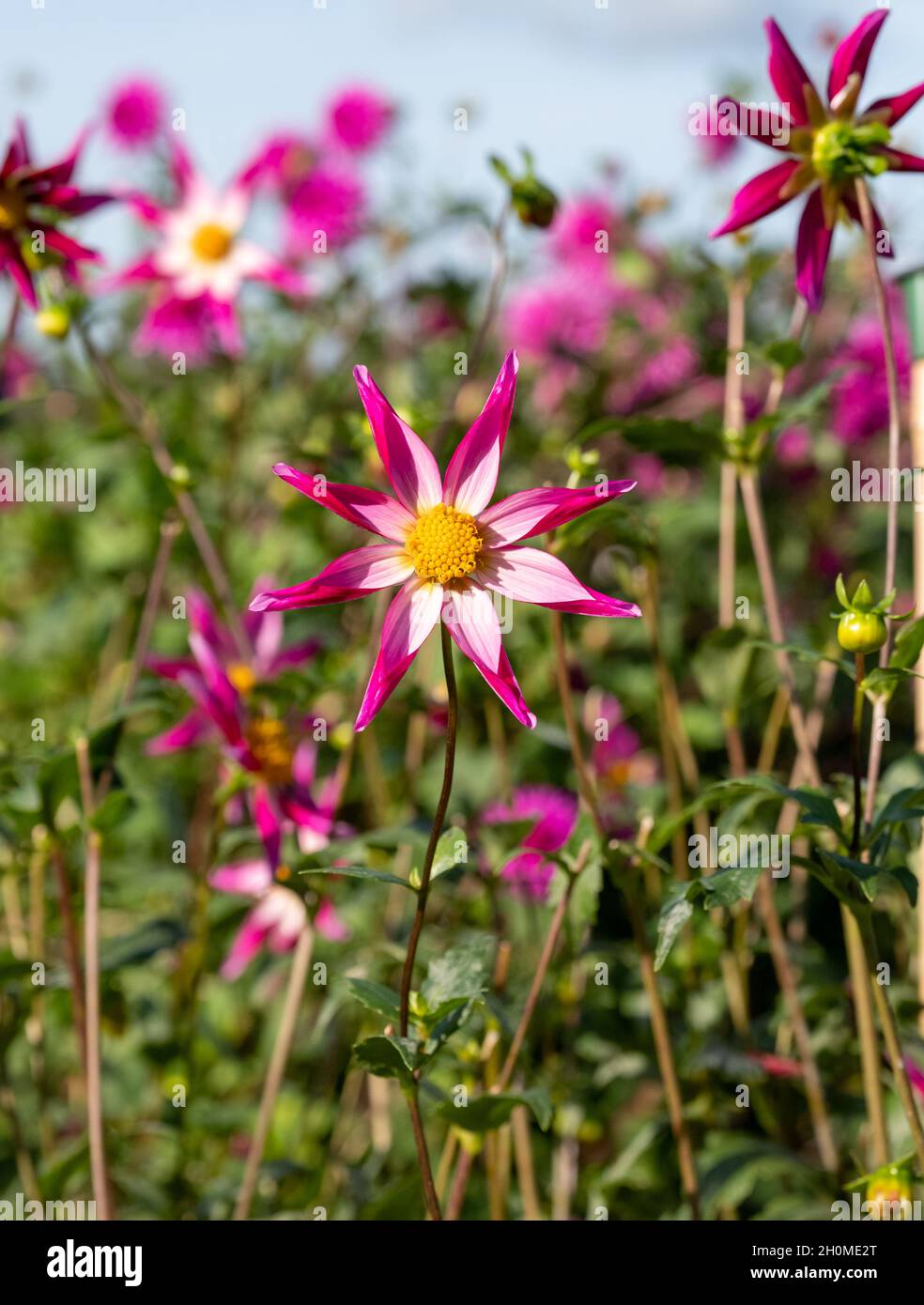 Midnight star hi-res stock photography and images - Alamy