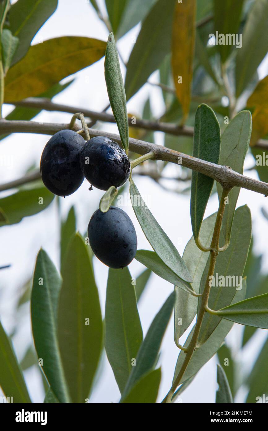 black olives on an olive tree in autumn in Italy Stock Photo - Alamy