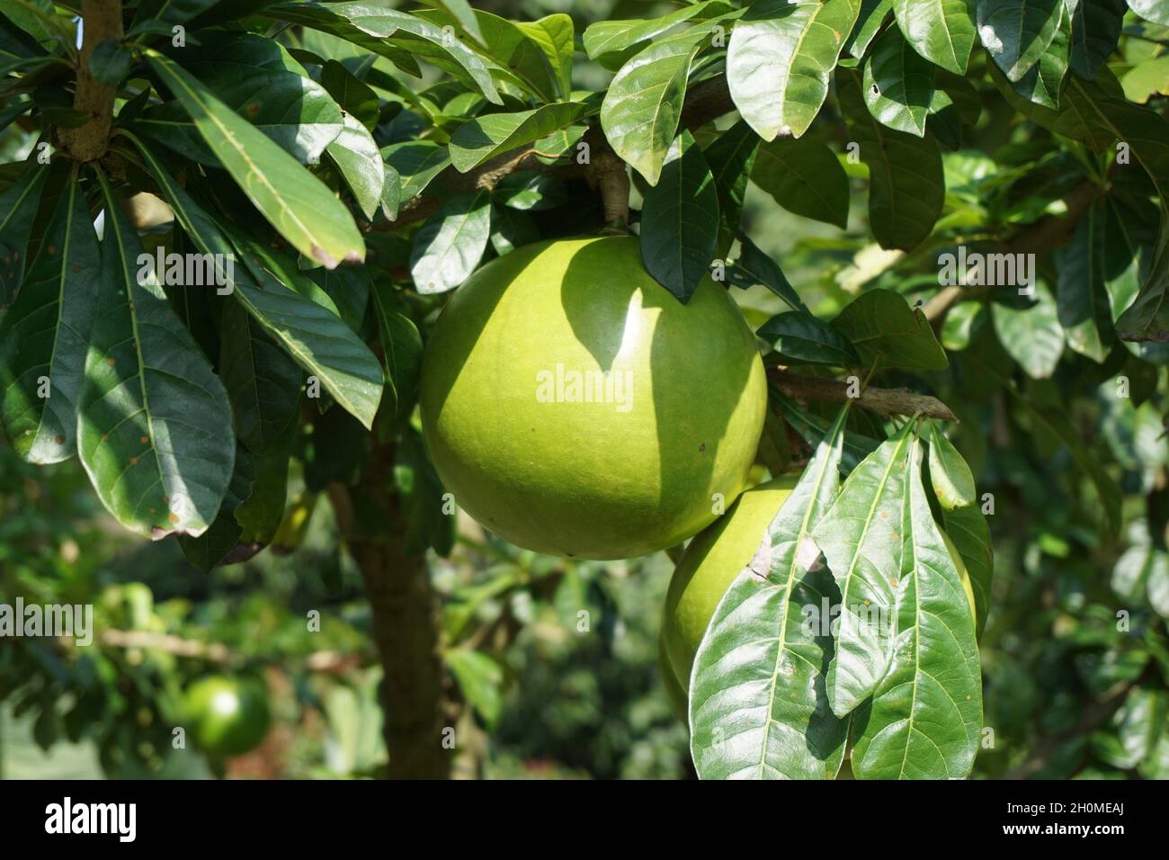 Crescentia cujete fruit with a natural background. Also called Calabash ...
