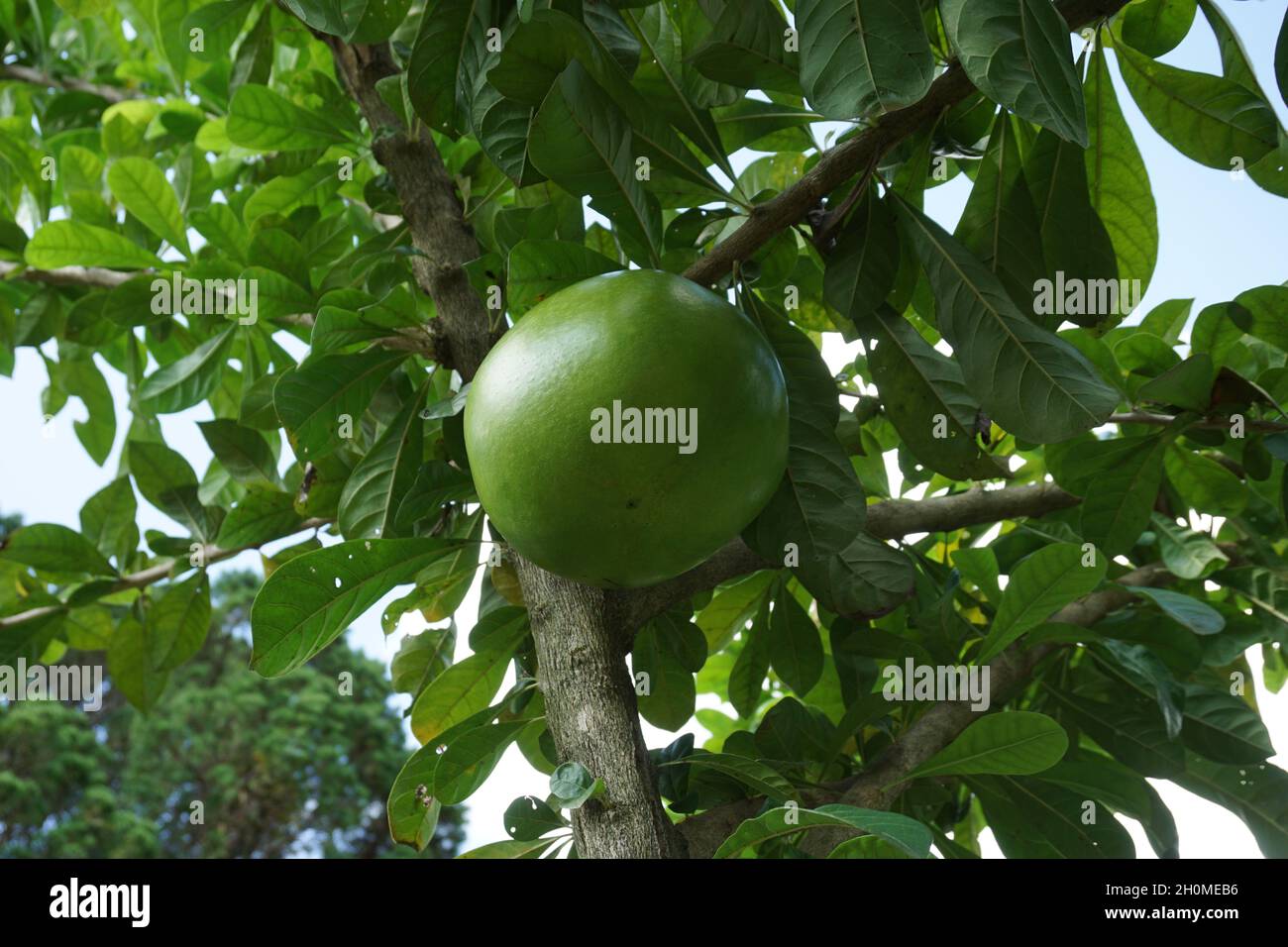 Crescentia cujete fruit with a natural background. Also called Calabash ...