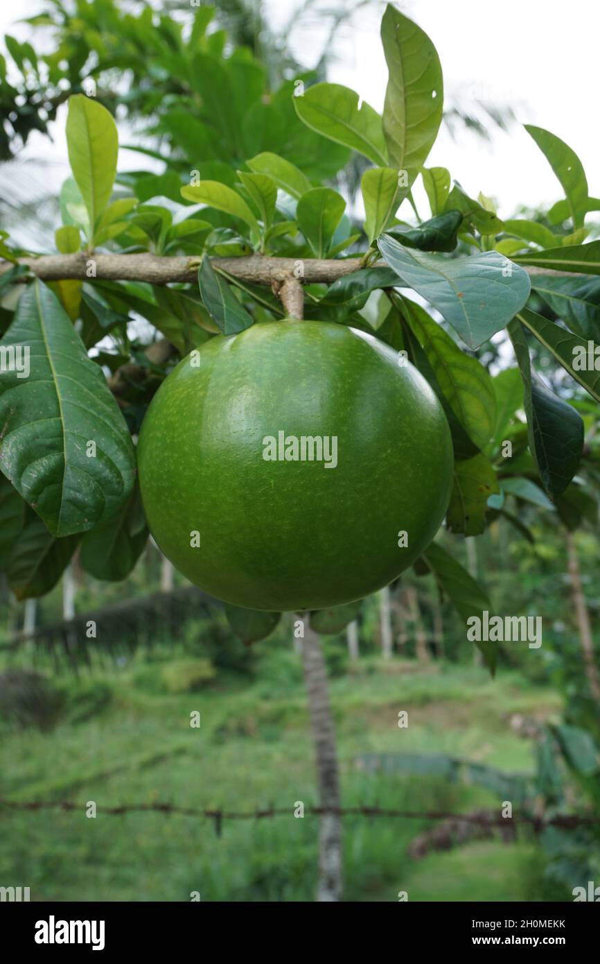Crescentia cujete fruit with a natural background. Also called Calabash ...