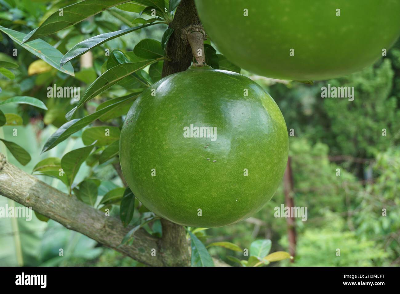 Crescentia cujete fruit with a natural background. Also called Calabash ...