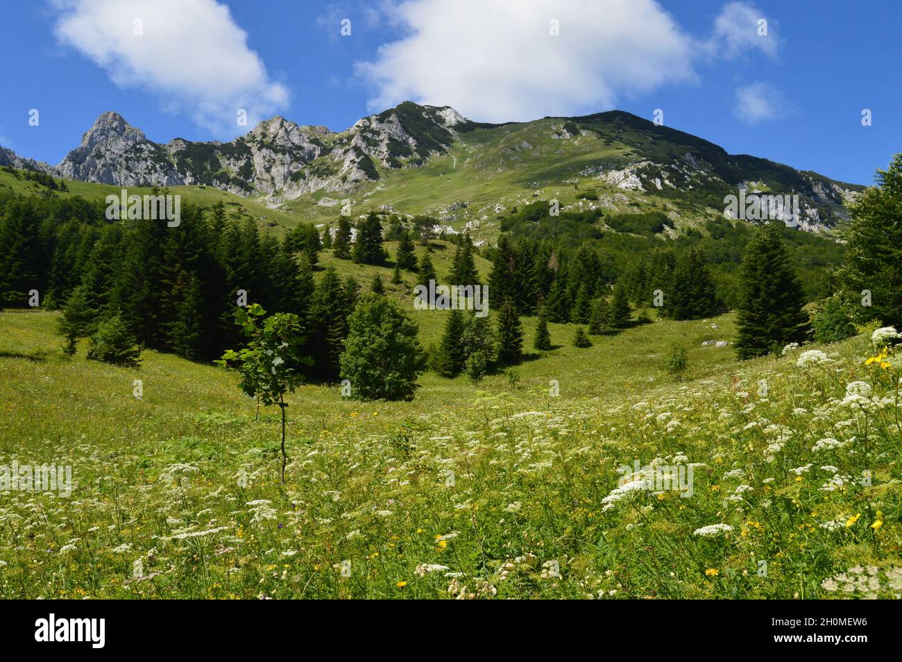 Volujak mountain hi-res stock photography and images - Alamy
