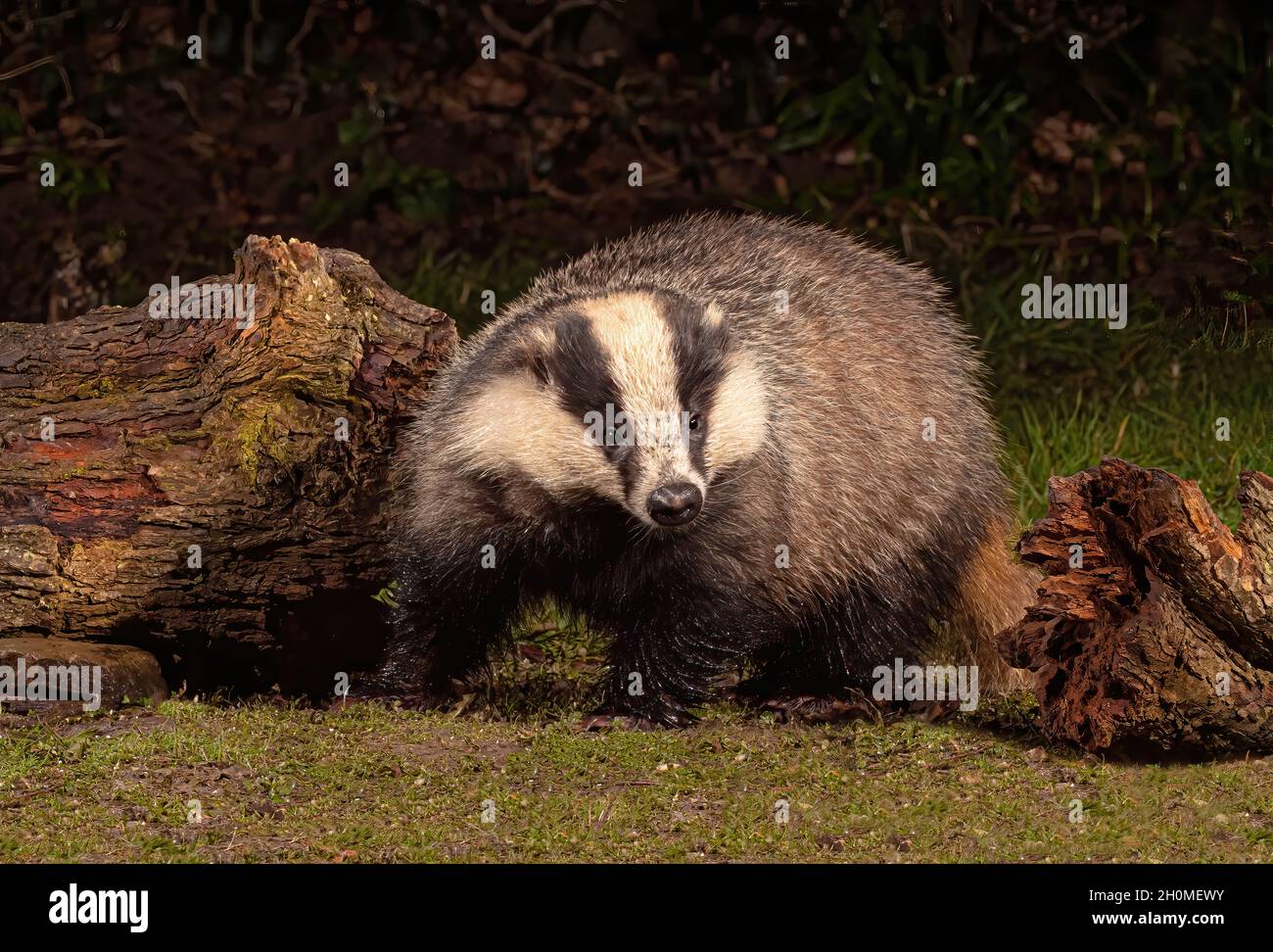 Eurasian Badgers Hawick, Scottish Borders Stock Photo - Alamy