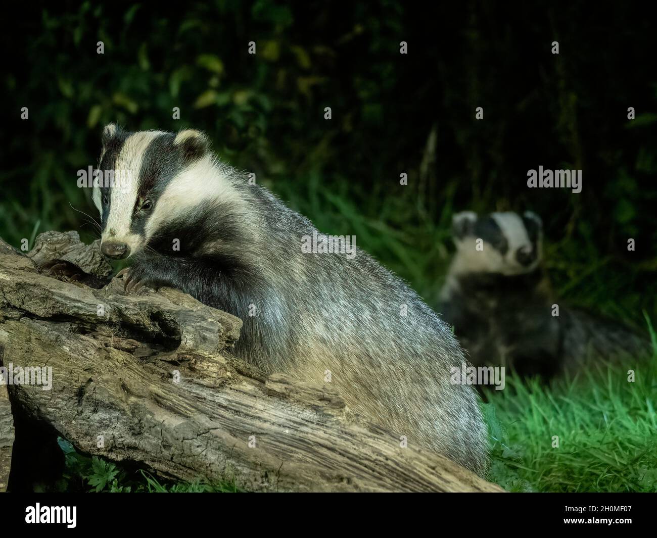 Scottish badgers hi-res stock photography and images - Alamy