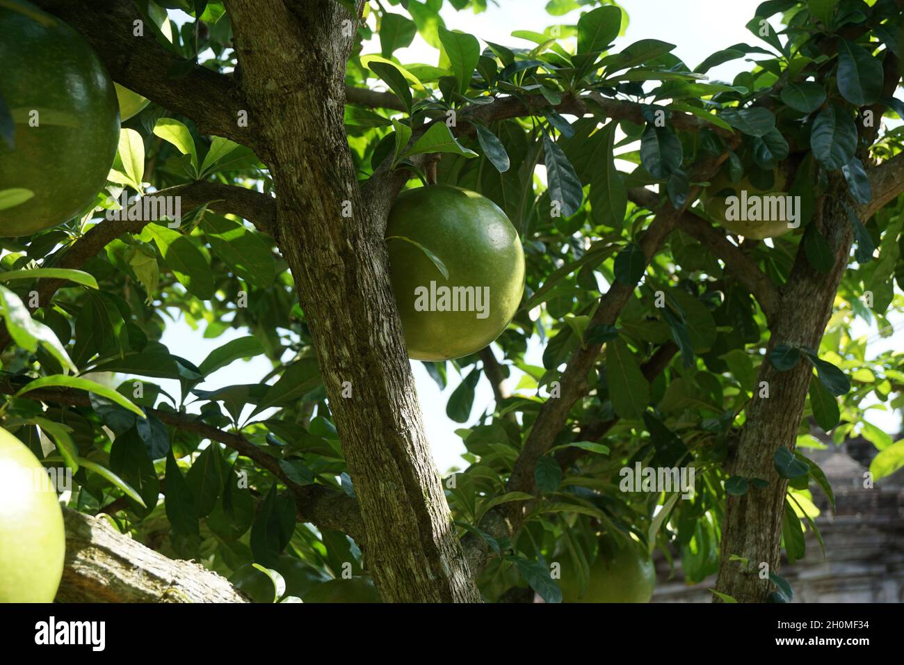 Crescentia cujete fruit with a natural background. Also called Calabash ...