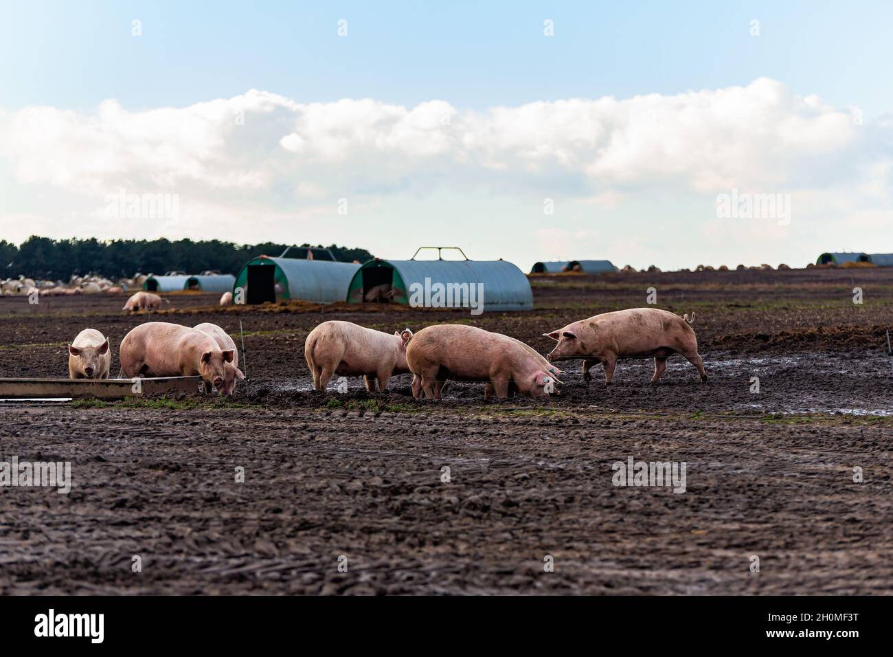Pig farming hi-res stock photography and images - Alamy