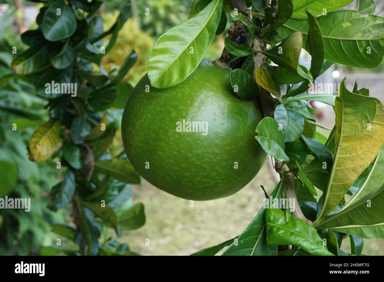 Crescentia cujete fruit with a natural background. Also called Calabash ...