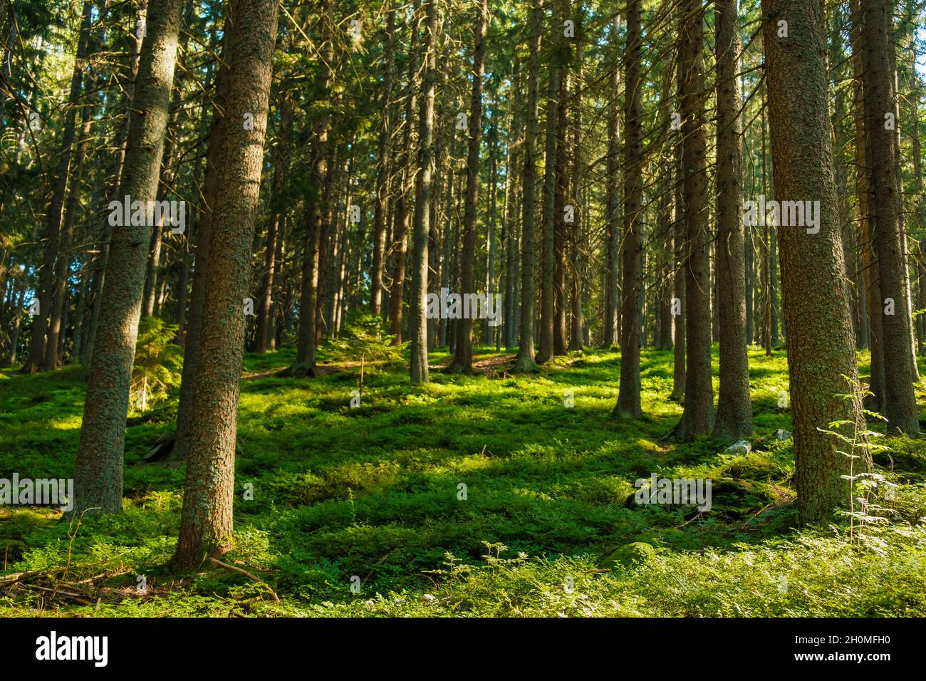 Spruce forest bright green moss hi-res stock photography and images - Alamy