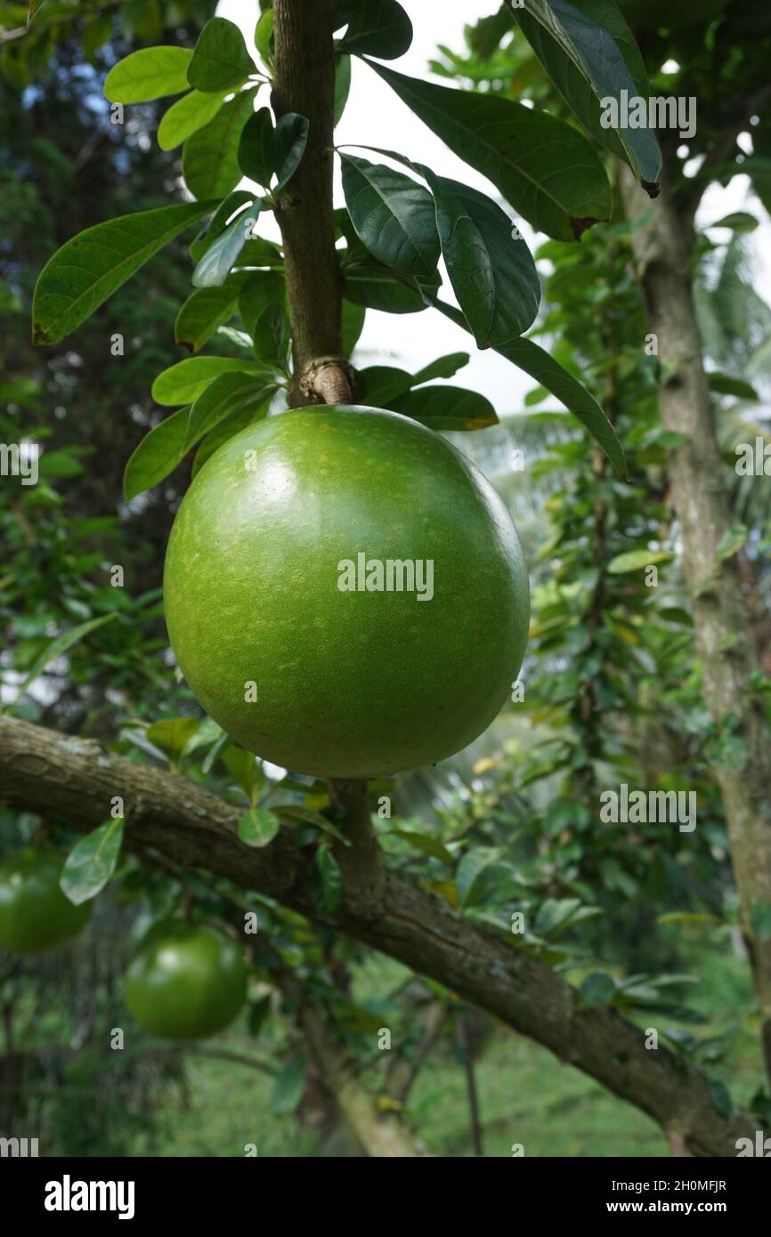 Crescentia cujete fruit with a natural background. Also called Calabash ...