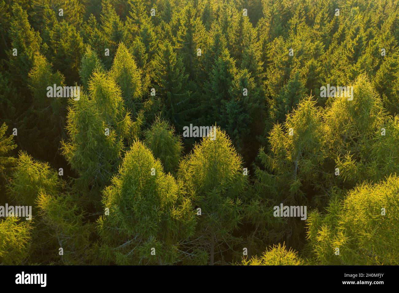 Aerial view of tree tops of young dense forest at sunlight Stock Photo ...