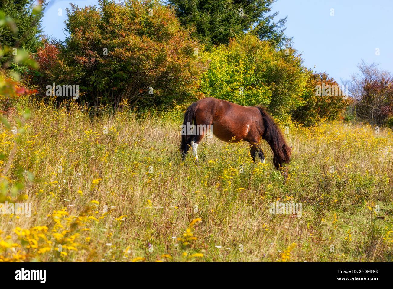Wild ponies roam the scenic area grazing off the scenic land of Grayson ...