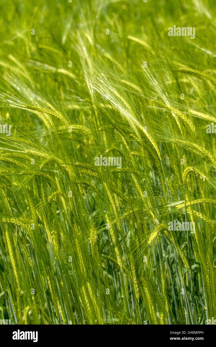 Close-up agricultural Barley spikes, Hordeum vulgare, waving in warm ...