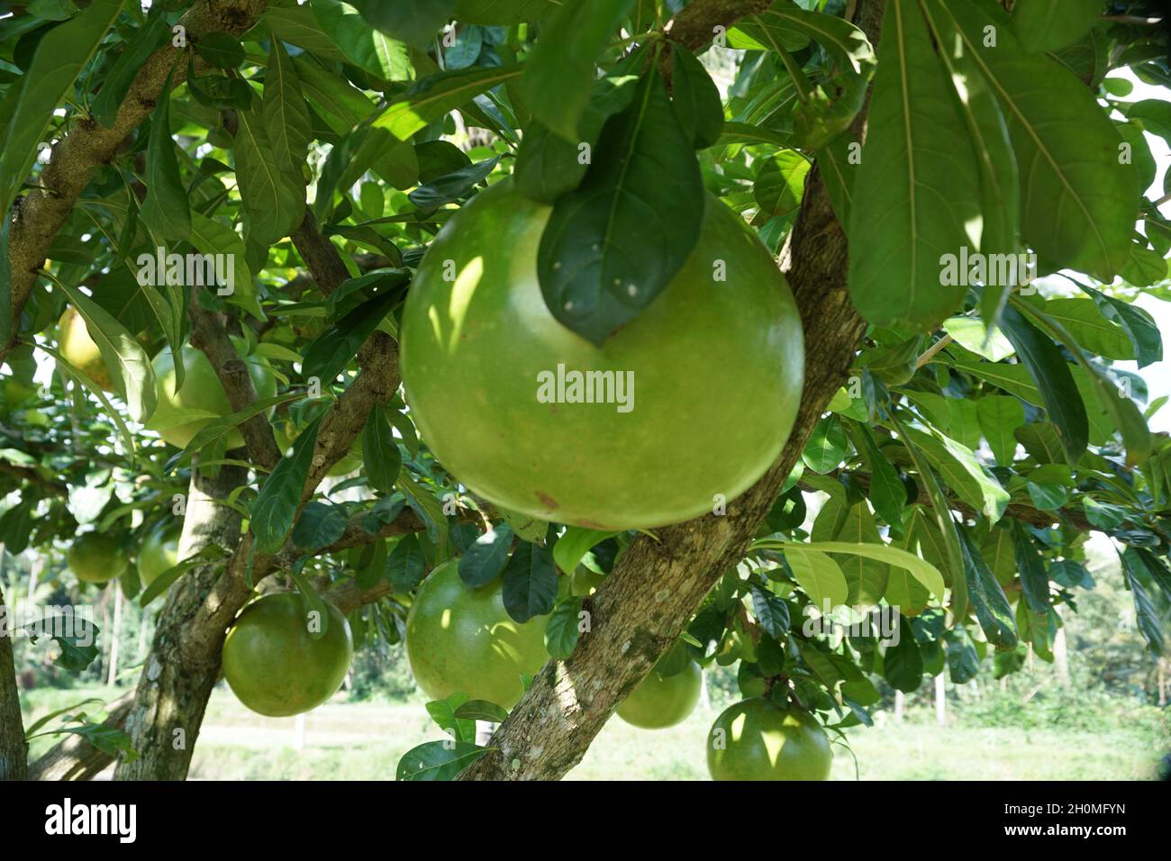 Crescentia cujete fruit with a natural background. Also called Calabash ...