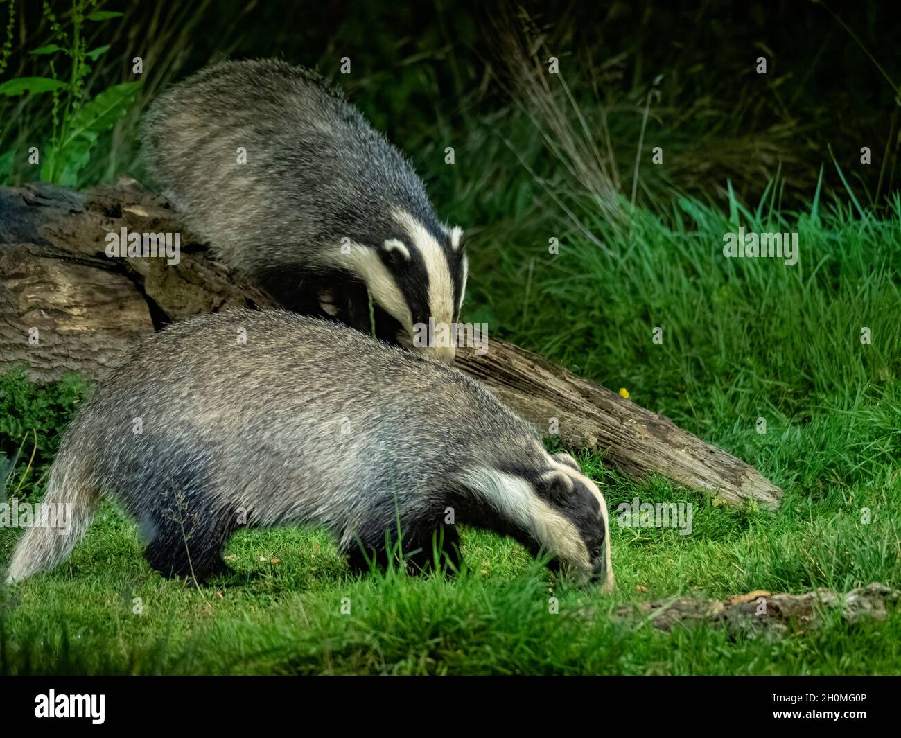 Wooden badgers hi-res stock photography and images - Alamy
