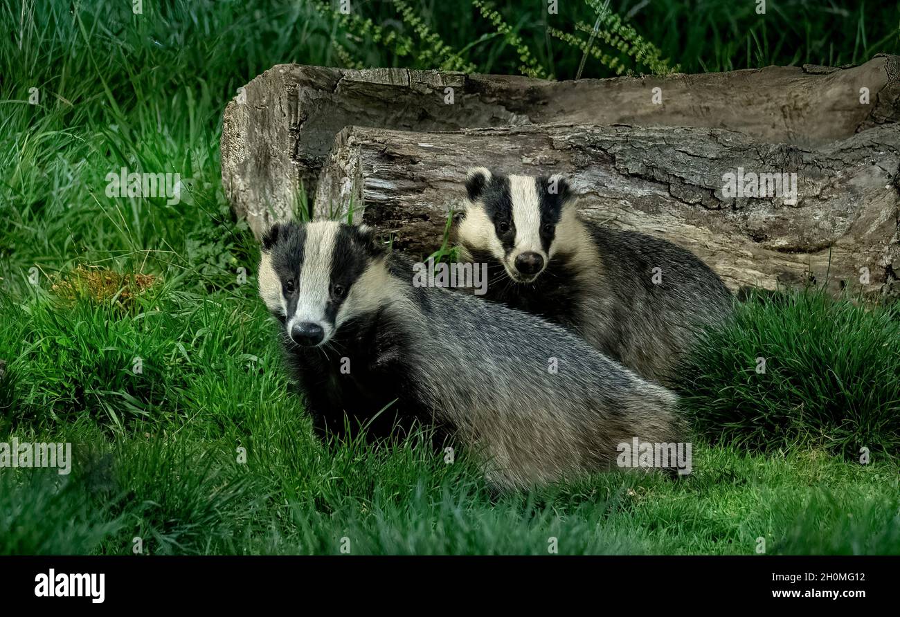Wooden badgers hi-res stock photography and images - Alamy