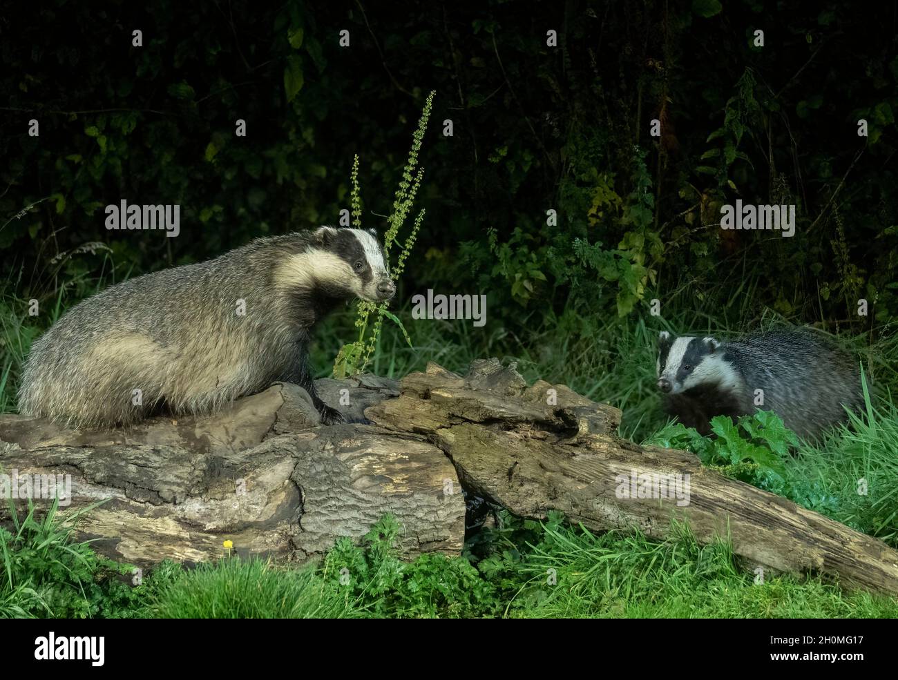 Scottish badgers hi-res stock photography and images - Alamy