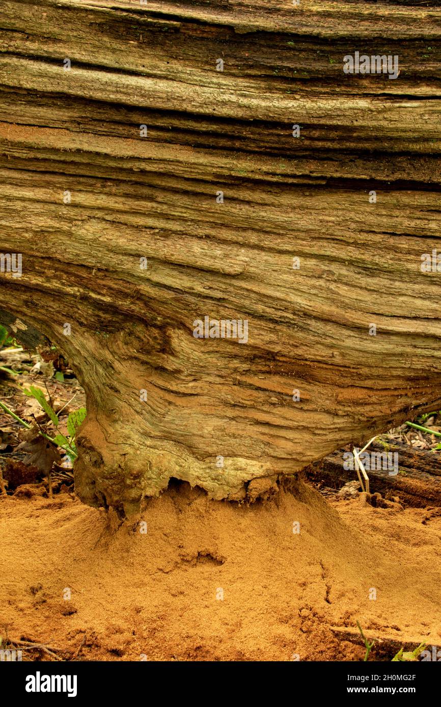 Chaotic natural patterns and textures formed as trees age and ...