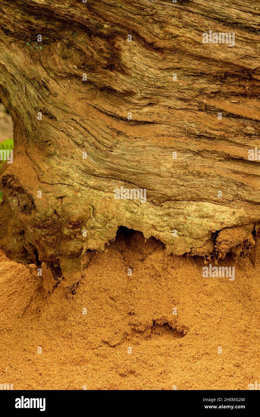 Chaotic natural patterns and textures formed as trees age and ...