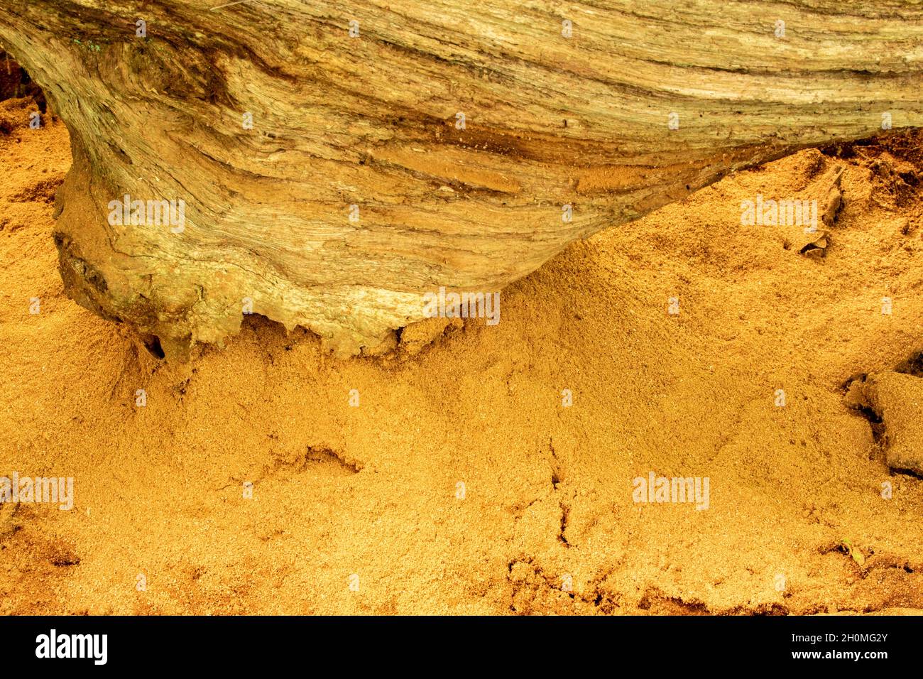 Chaotic natural patterns and textures formed as trees age and ...