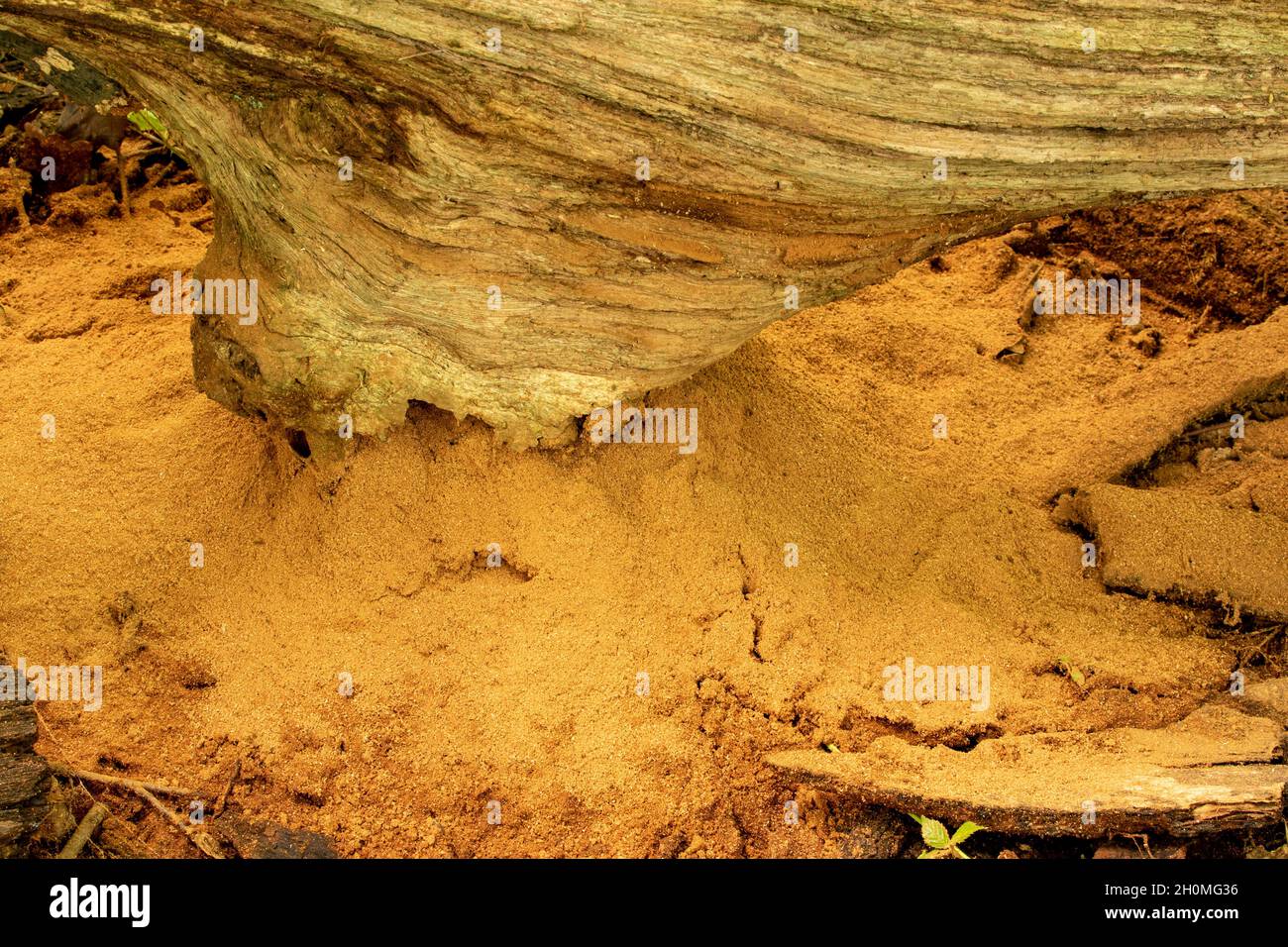 Chaotic natural patterns and textures formed as trees age and ...