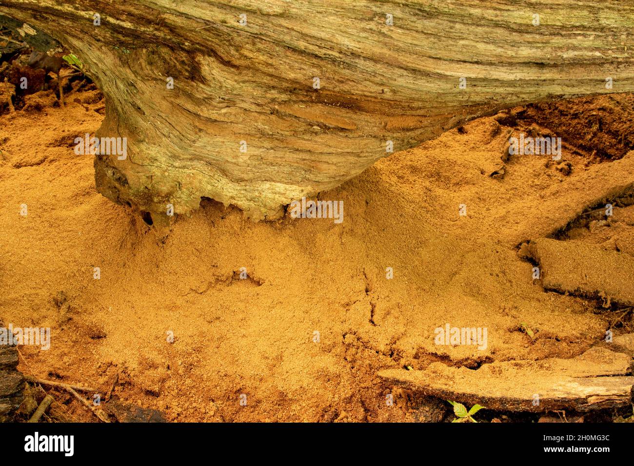 Chaotic natural patterns and textures formed as trees age and ...