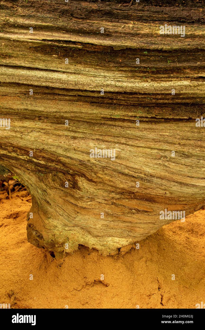 Chaotic natural patterns and textures formed as trees age and ...