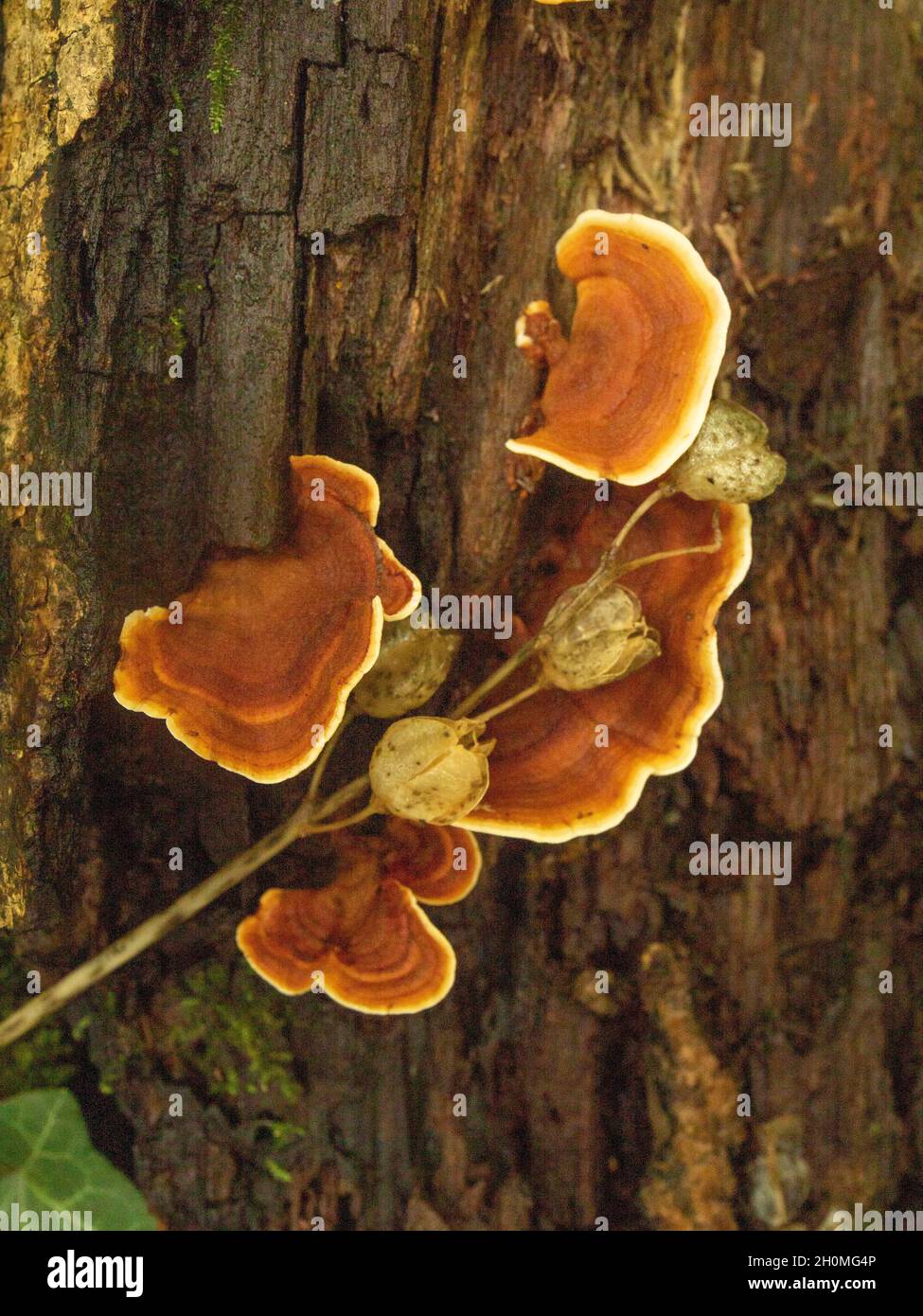 Close-up natural environmental portrait of fungi as symbols of life ...