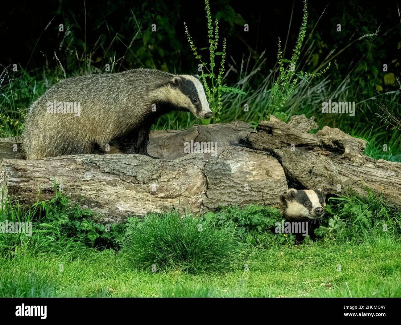 Wooden badgers hi-res stock photography and images - Alamy