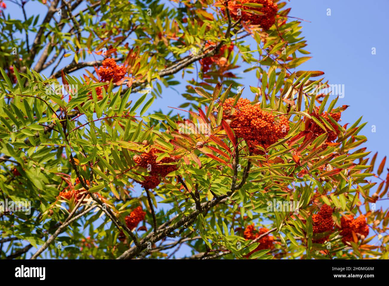 Close up of berries on a mountain ash tree at Grayson Highlands State ...