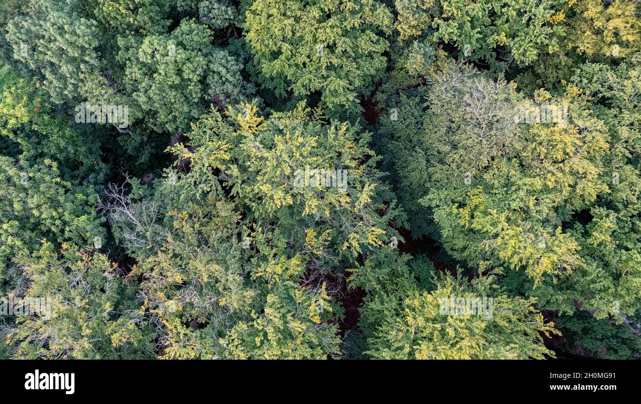 Aerial bird view over beautiful temperate coniferous forest over top of ...