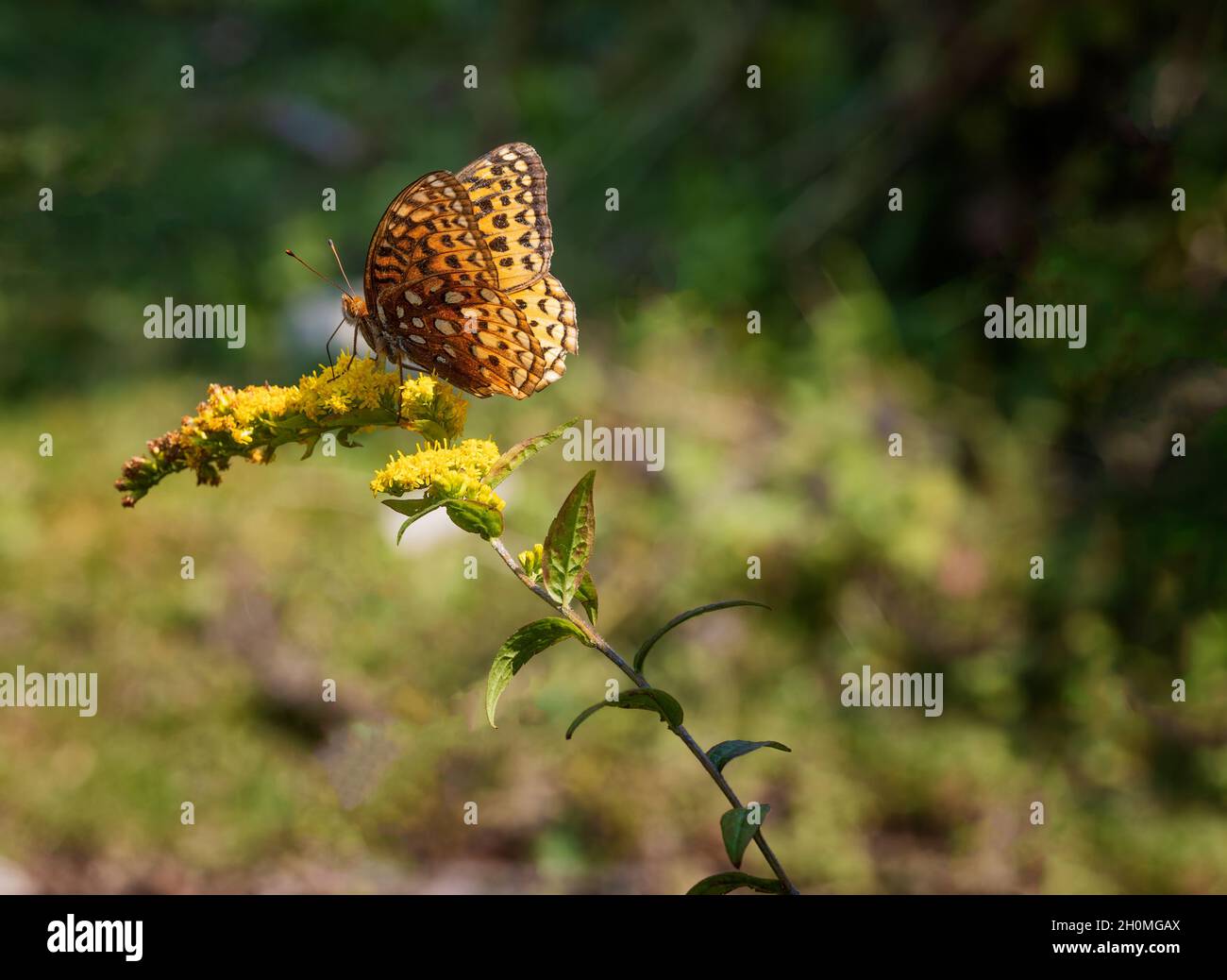 Variegated Fritillary butterfly at Grayson Highlands State Park in ...