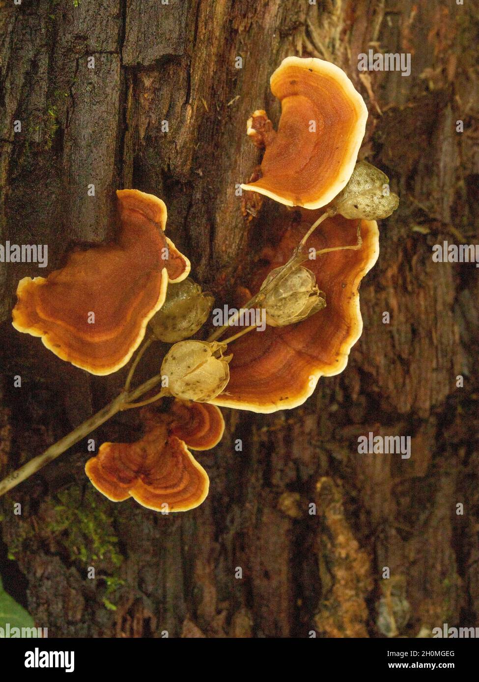 Close-up natural environmental portrait of fungi as symbols of life ...