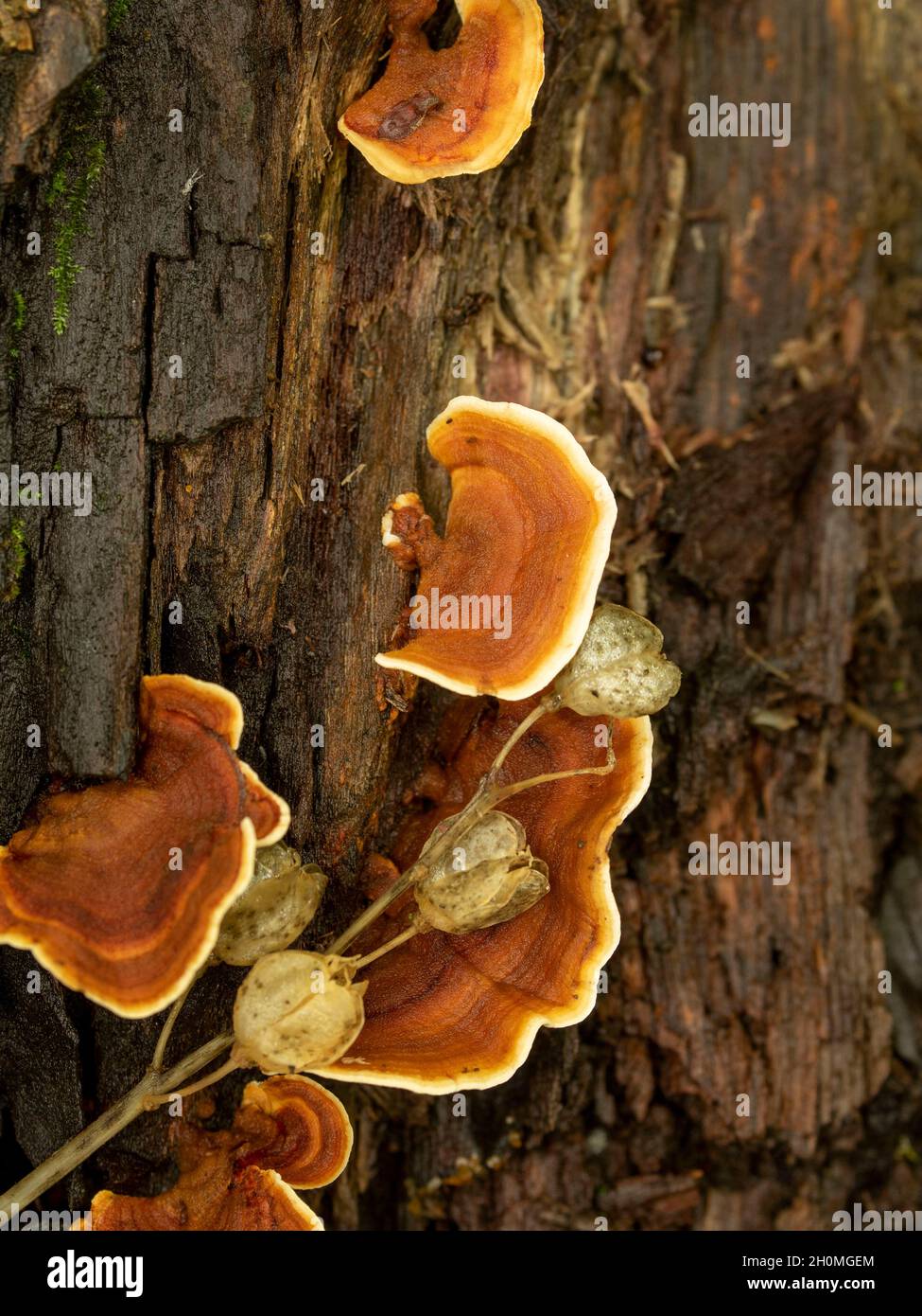 Close-up natural environmental portrait of fungi as symbols of life ...