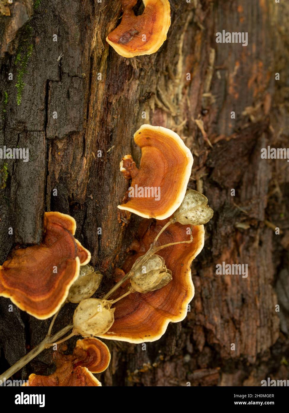 Close-up natural environmental portrait of fungi as symbols of life ...