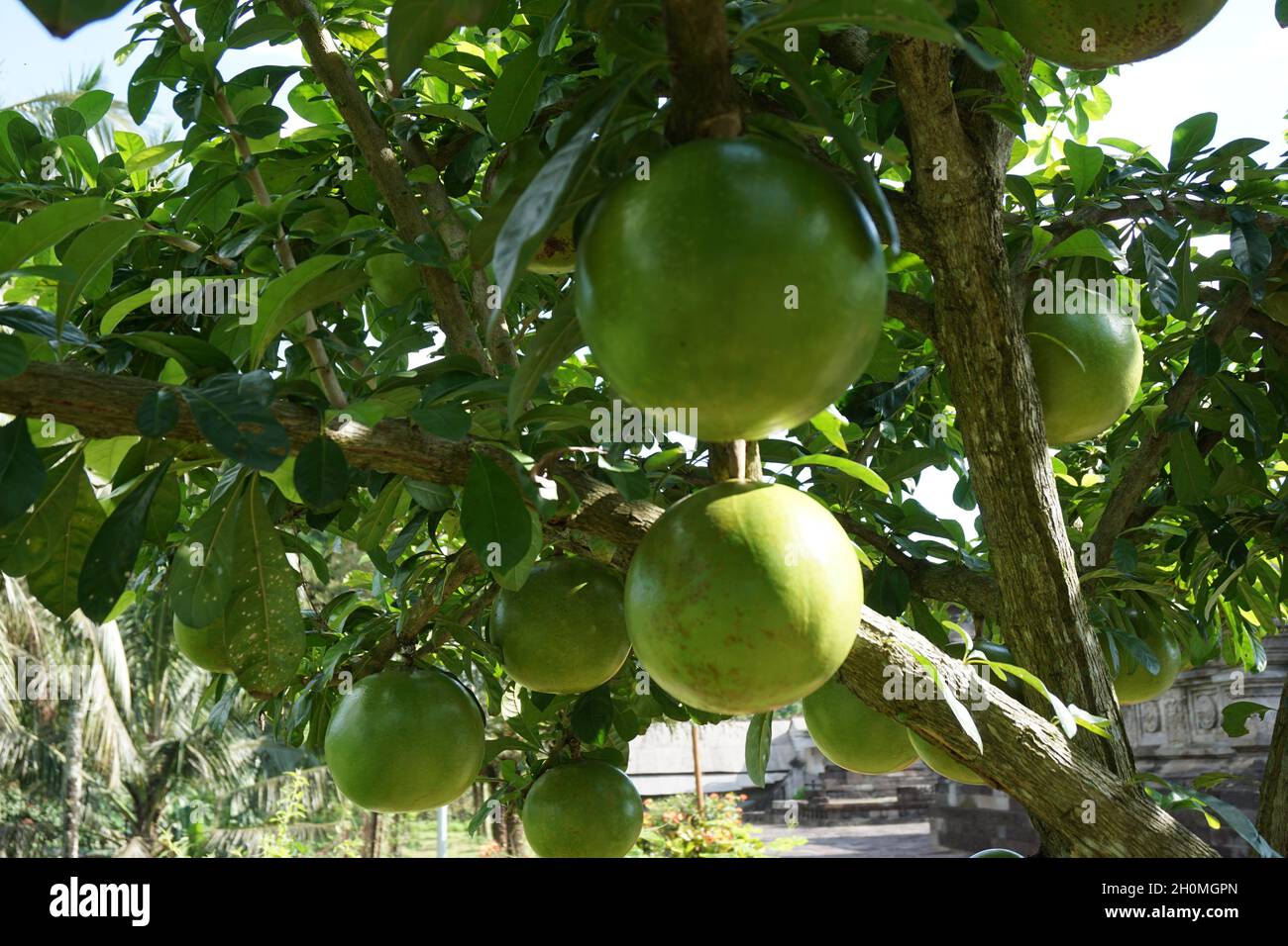 Crescentia cujete fruit with a natural background. Also called Calabash ...