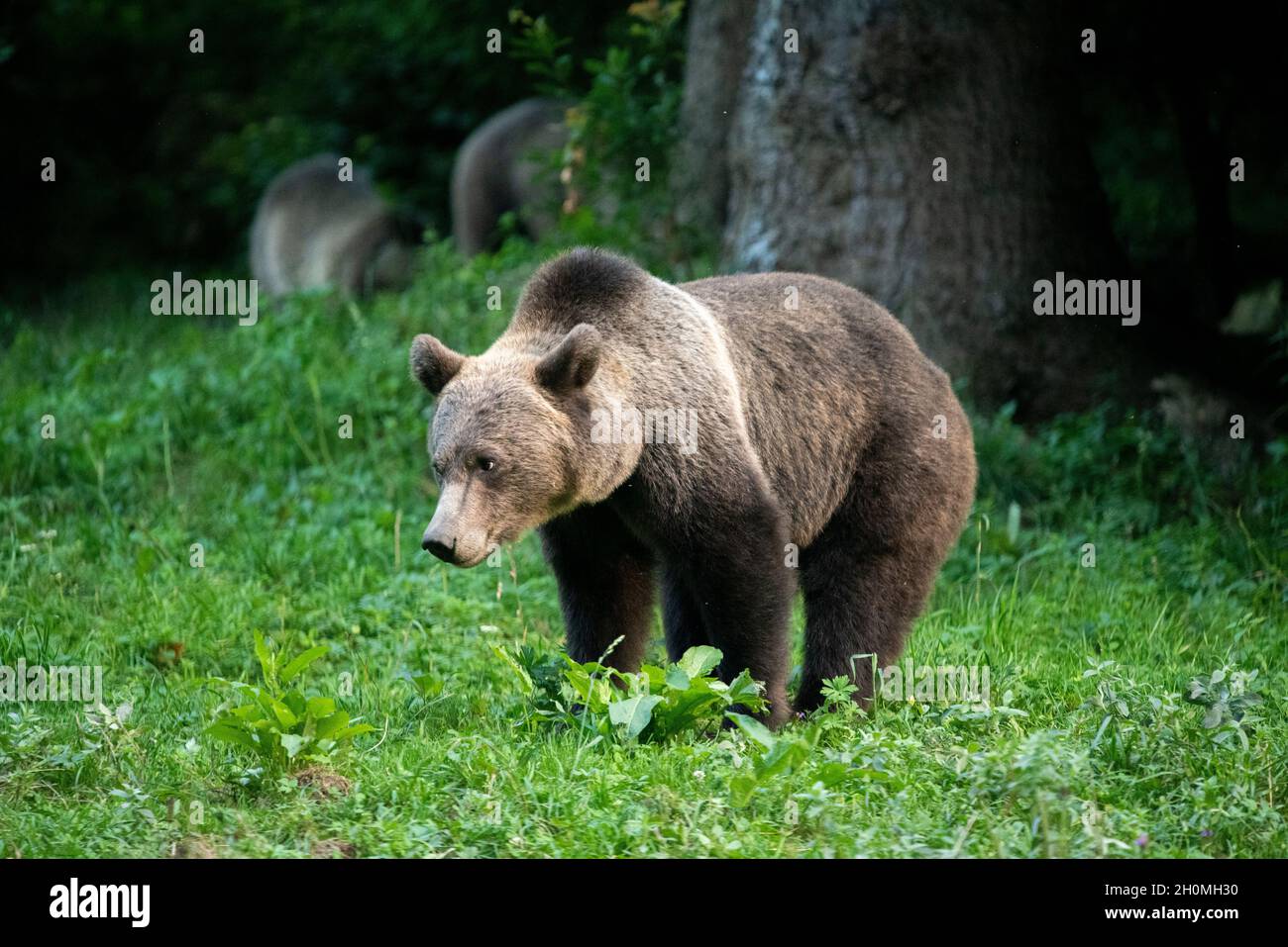 European Brown Bears in Transylvania (Baile Homorod, Romania Stock ...
