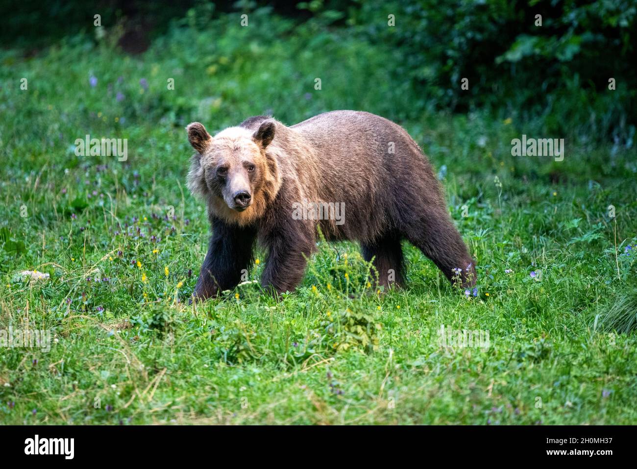 European Brown Bears in Transylvania (Baile Homorod, Romania Stock ...