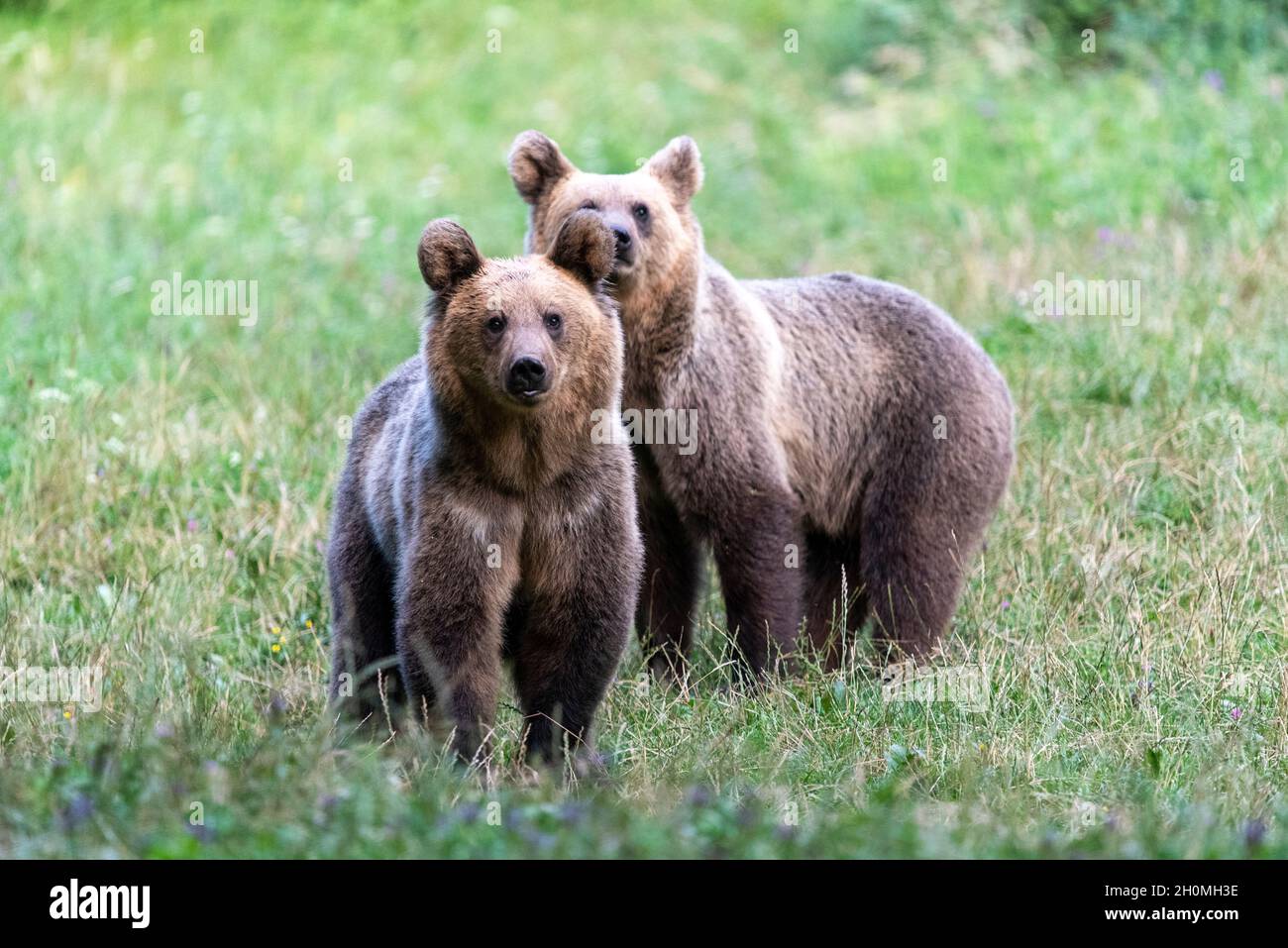 Transylvania bearwatching hi-res stock photography and images - Alamy